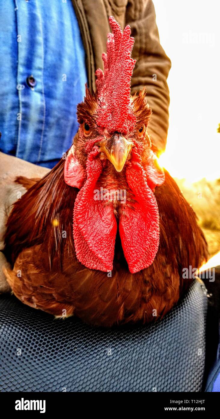 young boy holding a beautiful rooster Stock Photo - Alamy