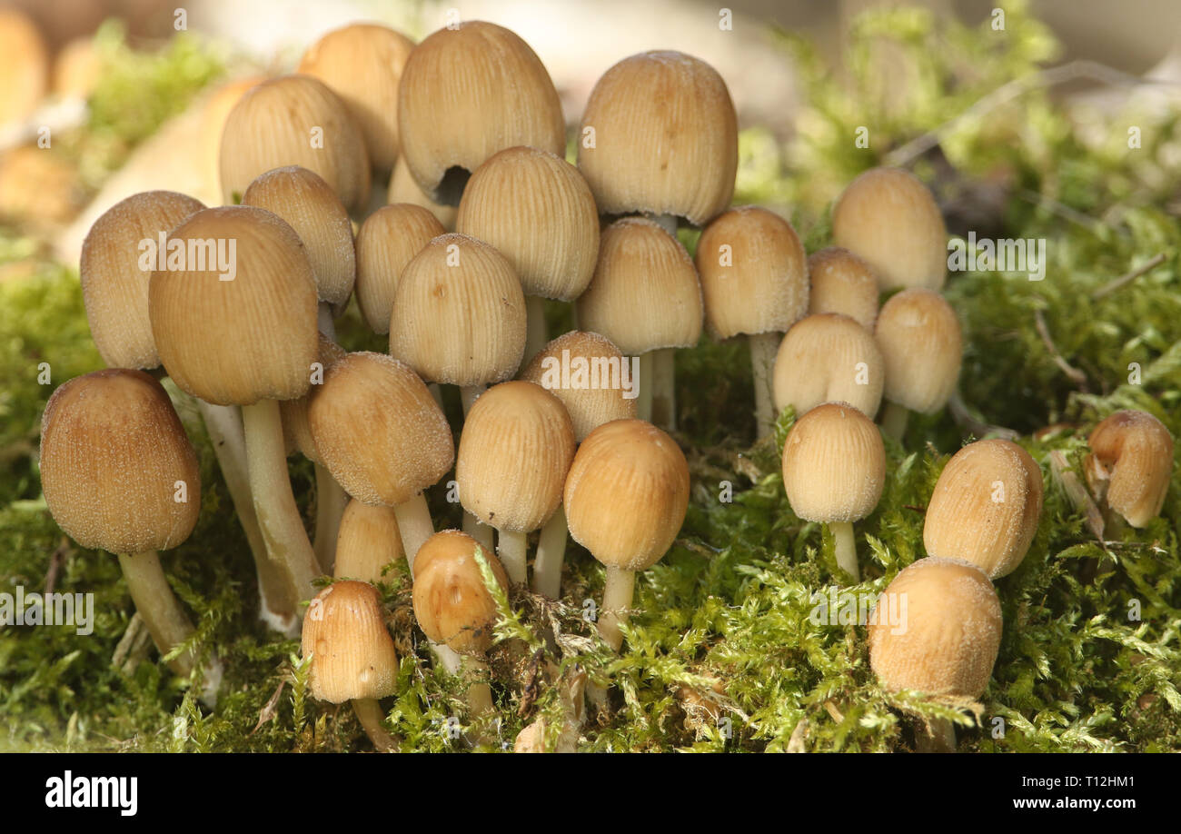 Glistening inkcap hi-res stock photography and images - Alamy