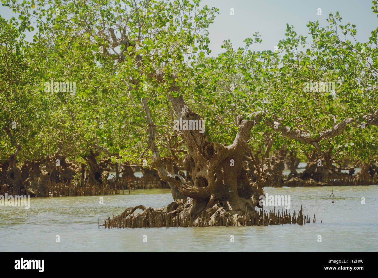 Magrove trees in a mangrove forest standing in the high tide water a ...