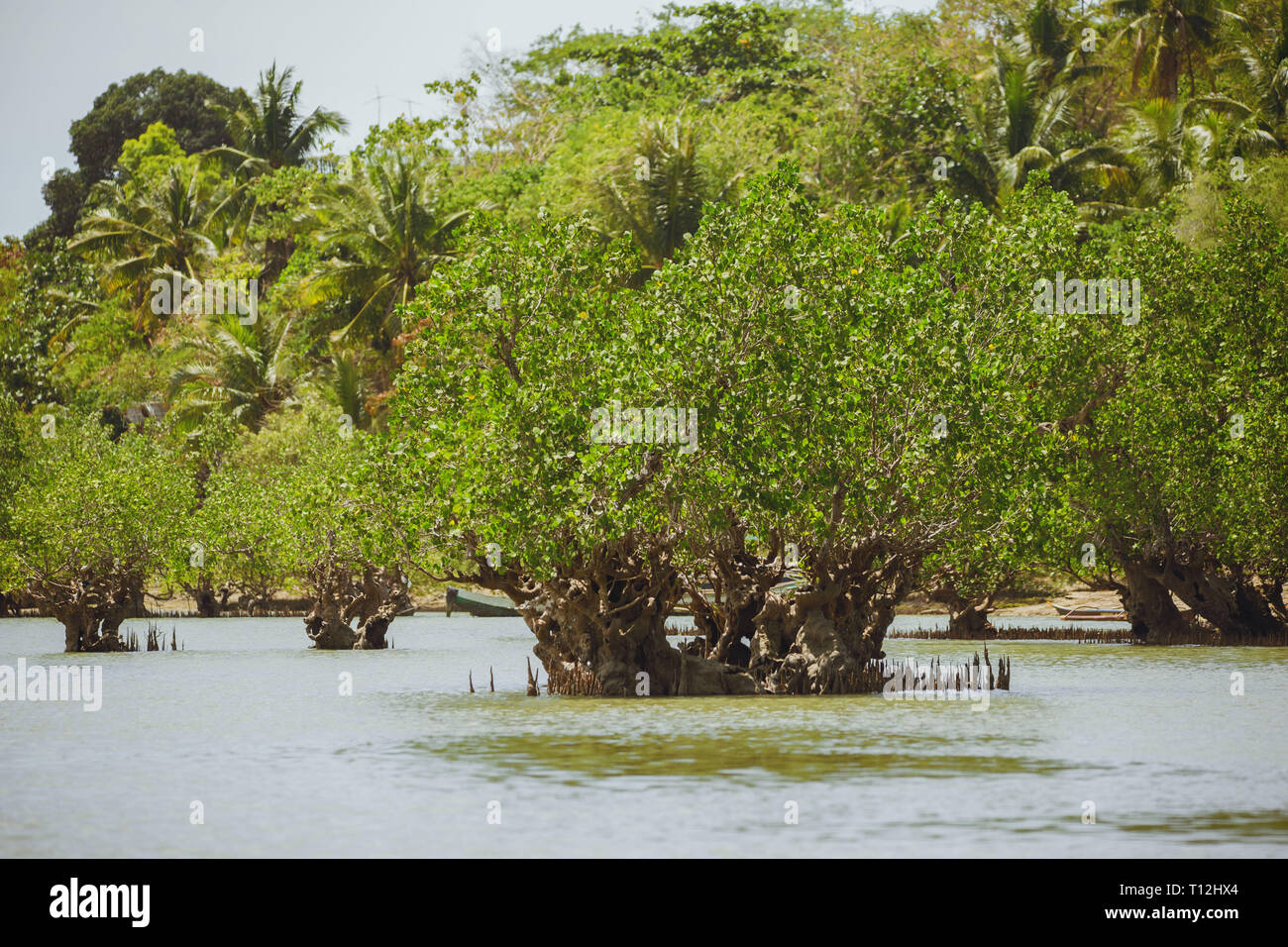 Magrove trees hi-res stock photography and images - Alamy