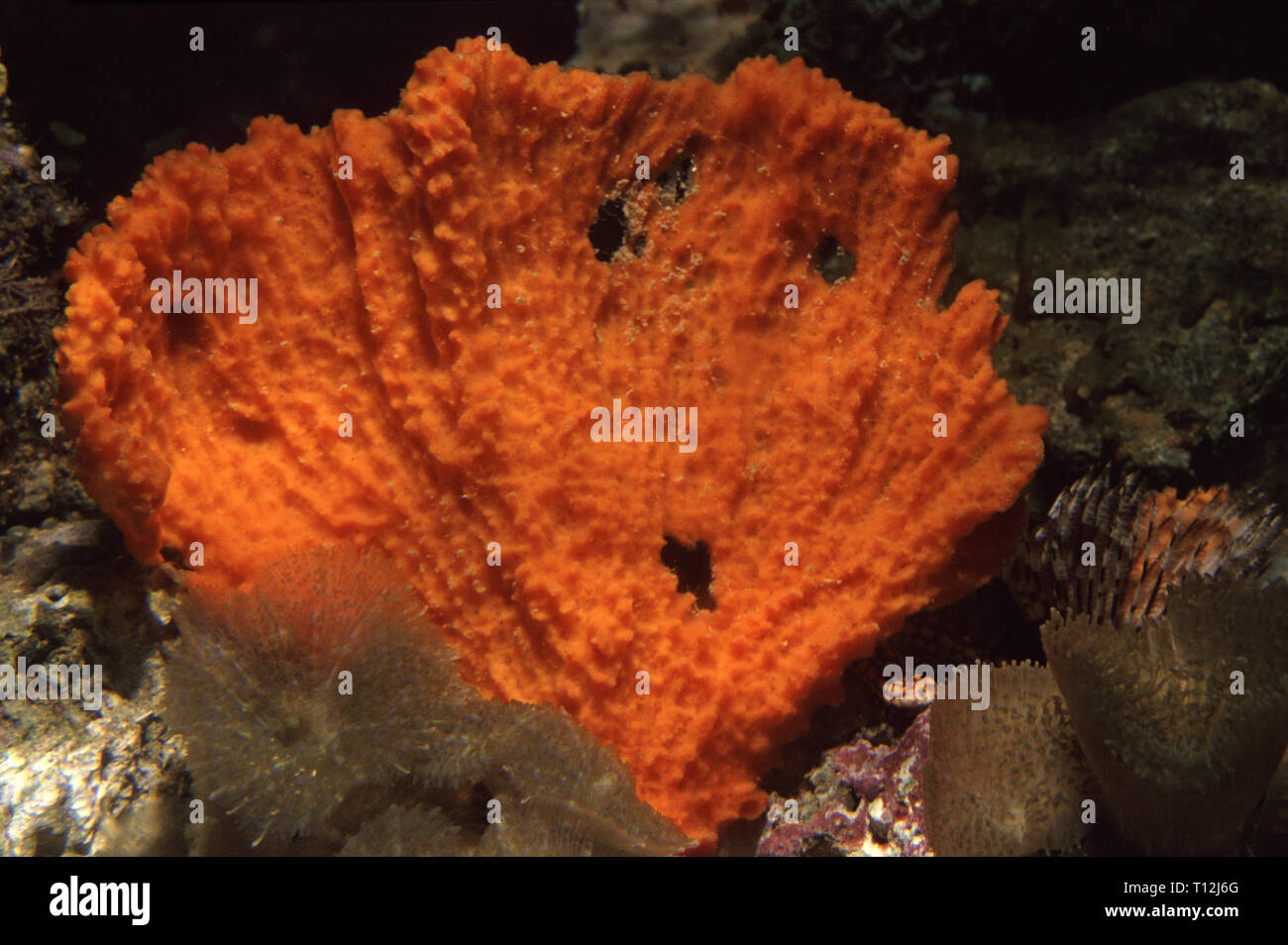 Orange fan sponge hi-res stock photography and images - Alamy