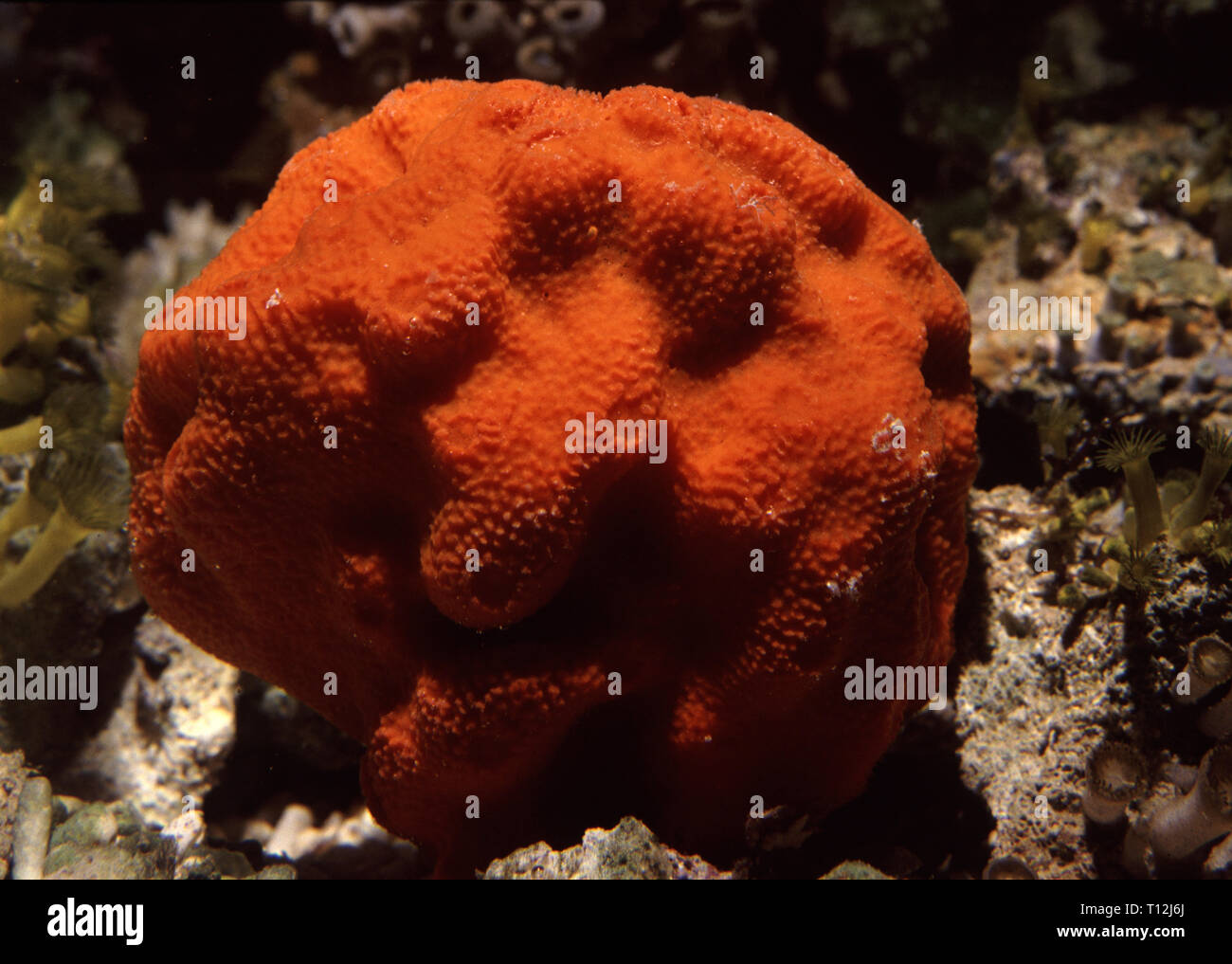 Clathria hi-res stock photography and images - Alamy