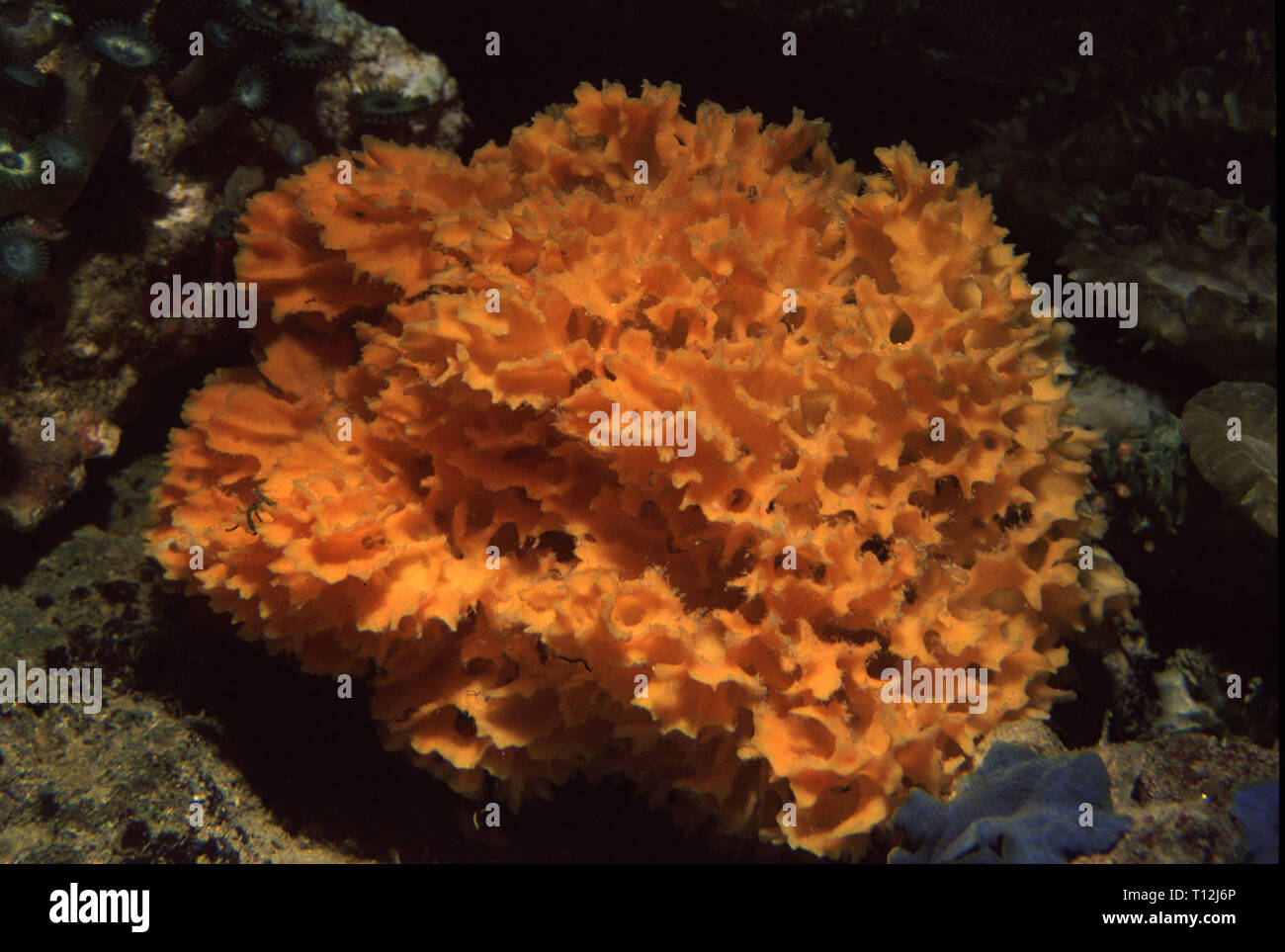Orange sponge (Acanthella klethra Stock Photo - Alamy
