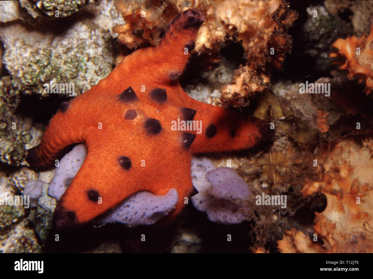 Starfish (Pentaceraster regulus) feeding a sponge (Clathria sp Stock ...