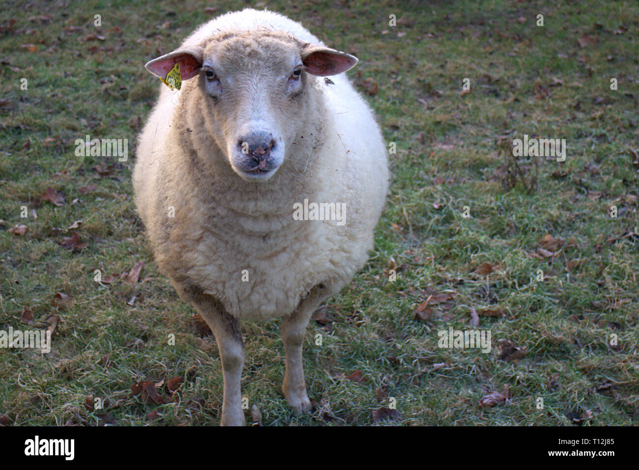 One Sheep, Normandy, france Stock Photo - Alamy