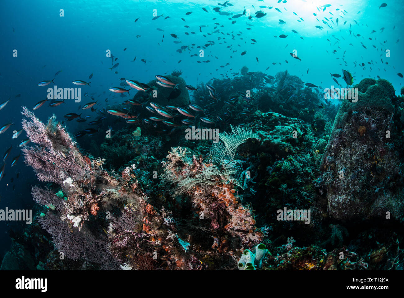 Scuba diving Raja Ampat Stock Photo - Alamy
