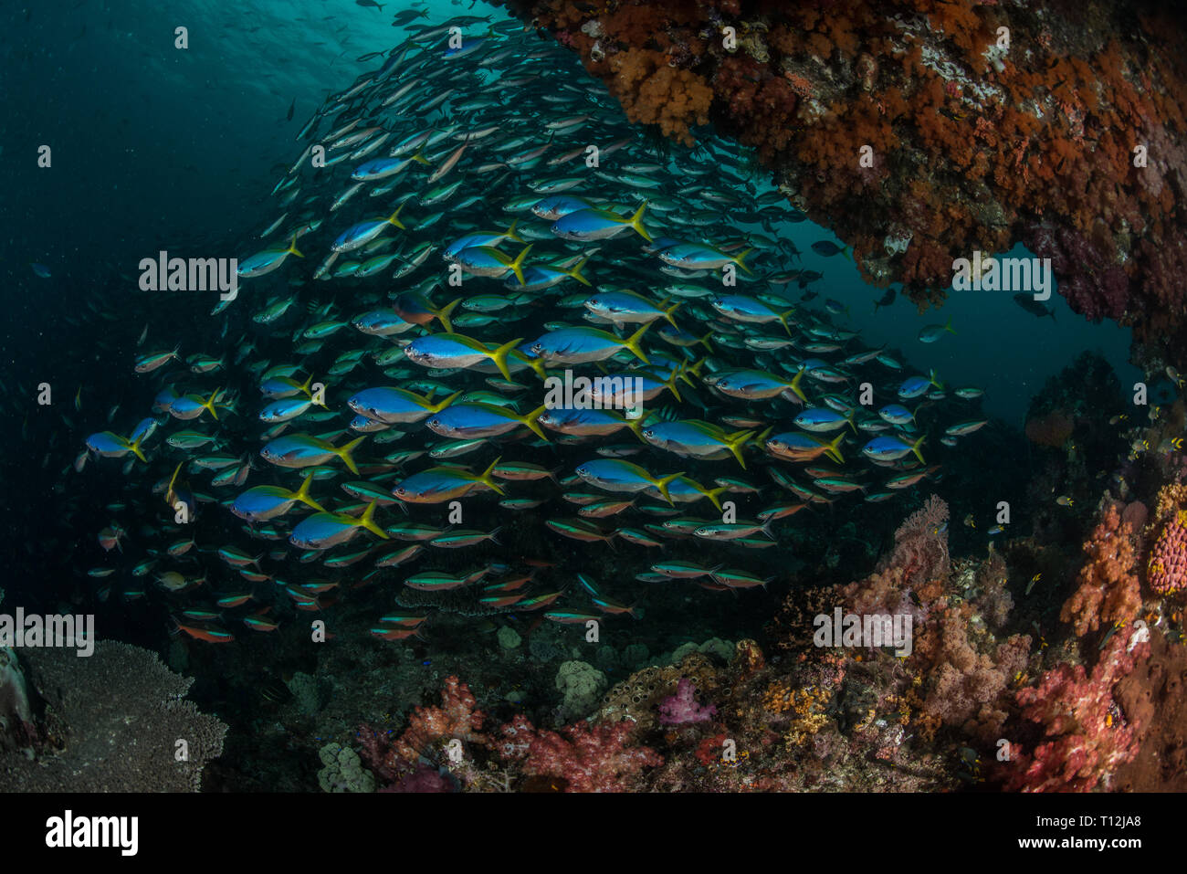 Scuba diving Raja Ampat Stock Photo - Alamy