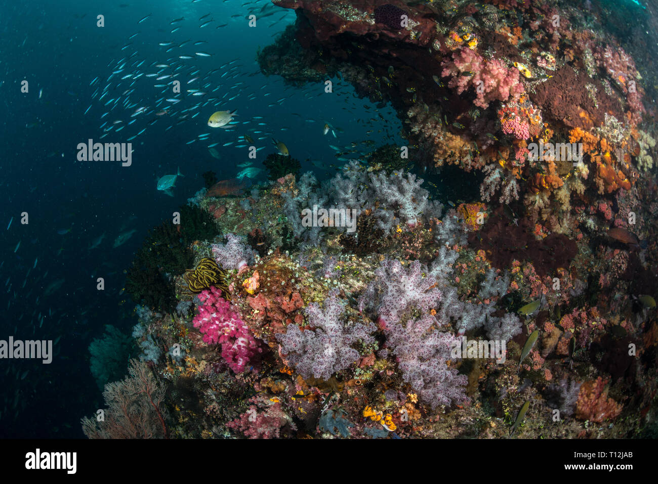Scuba diving Raja Ampat Stock Photo - Alamy