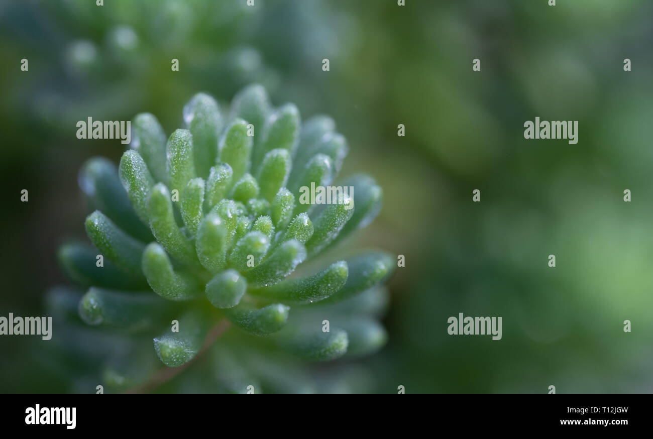 Succulent leaf hi-res stock photography and images - Alamy