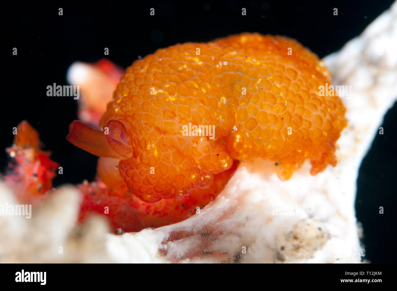 Peron's Pleurobranch, Pleurobranchus peroni, Rojos dive site, Lembeh ...