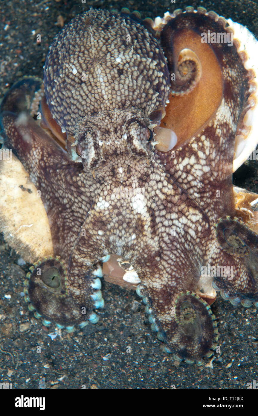 Veined Octopus, Amphioctopus marginatus, protecting itself with shells ...