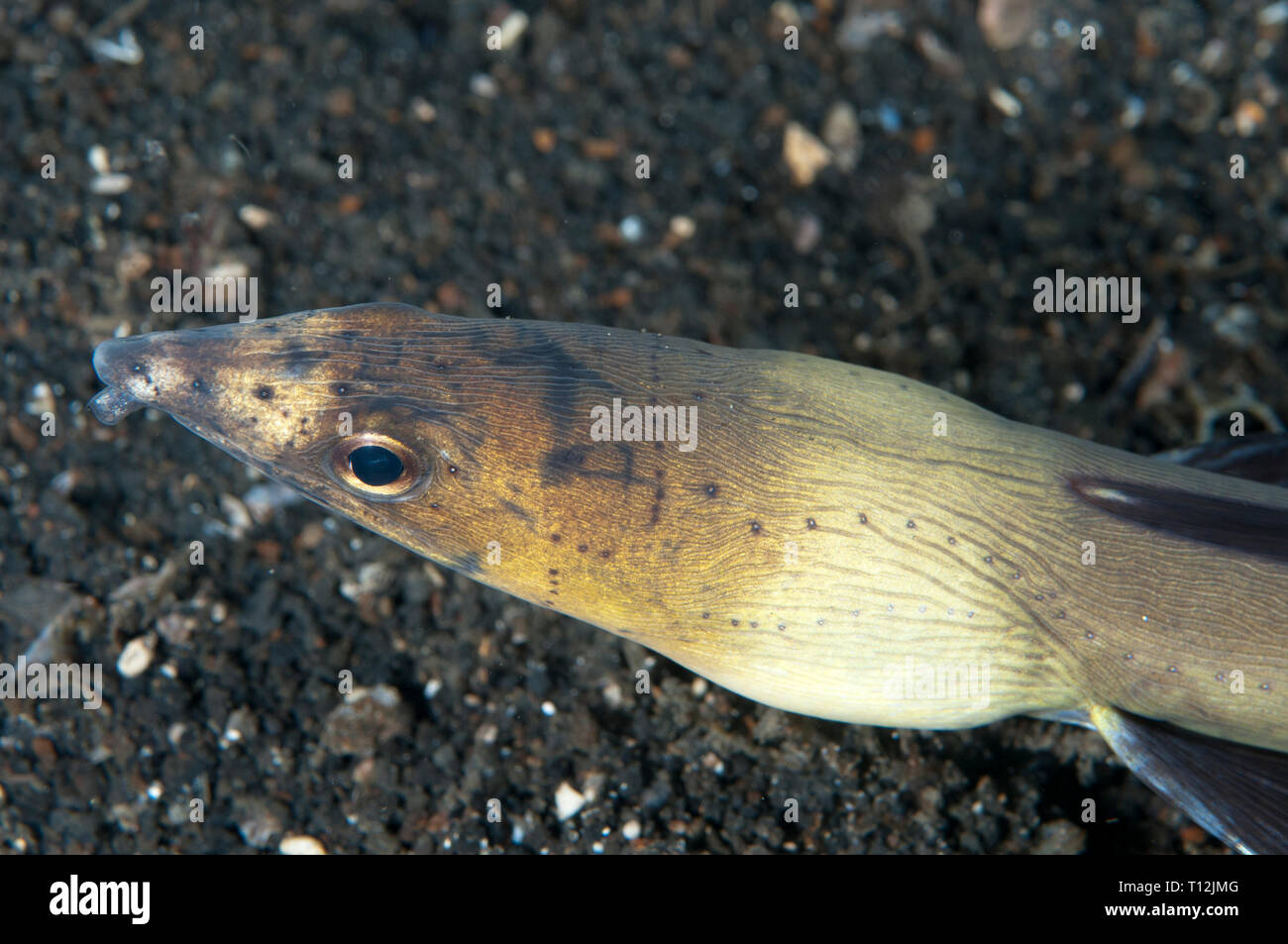 Highfin Snake Eel, Ophichthus altipennis, free-swimming during night ...