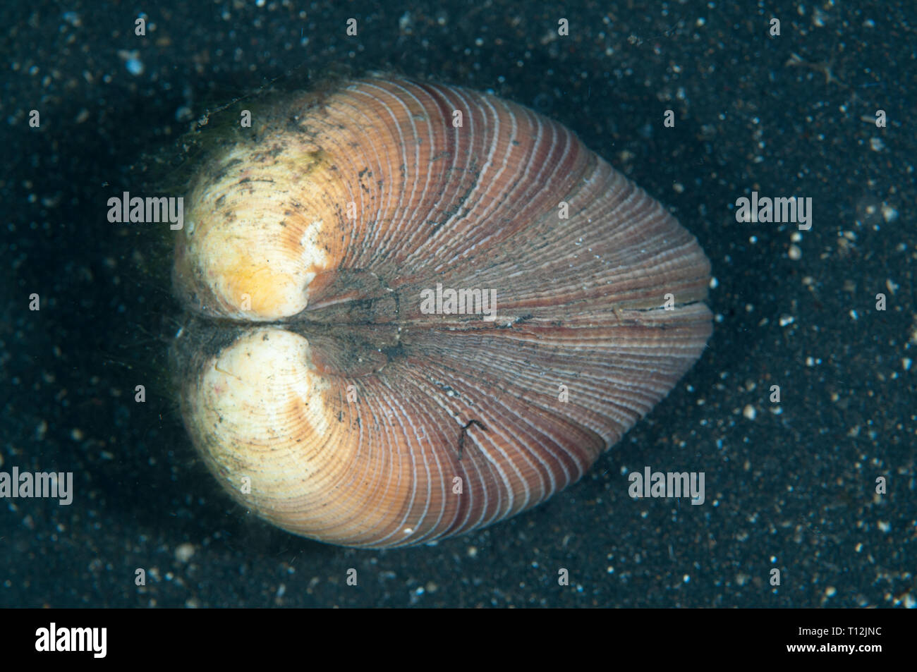 Elongate Heart Cockle, Acrosterigma elongata, on black sand, TK3 dive ...