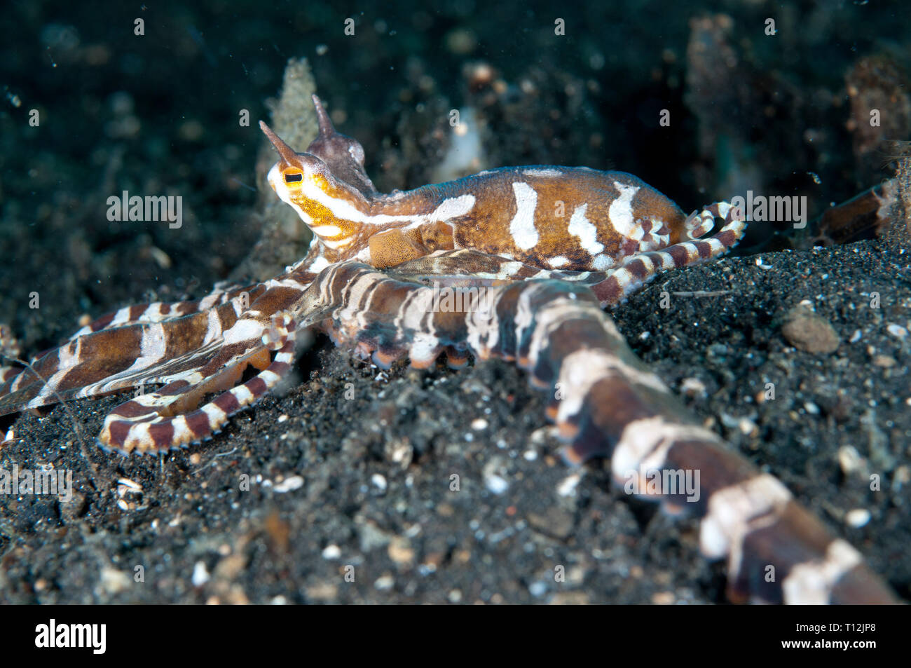 Wunderpus Octopus, Octopus photogenicus, on black sand, TK3 dive site ...