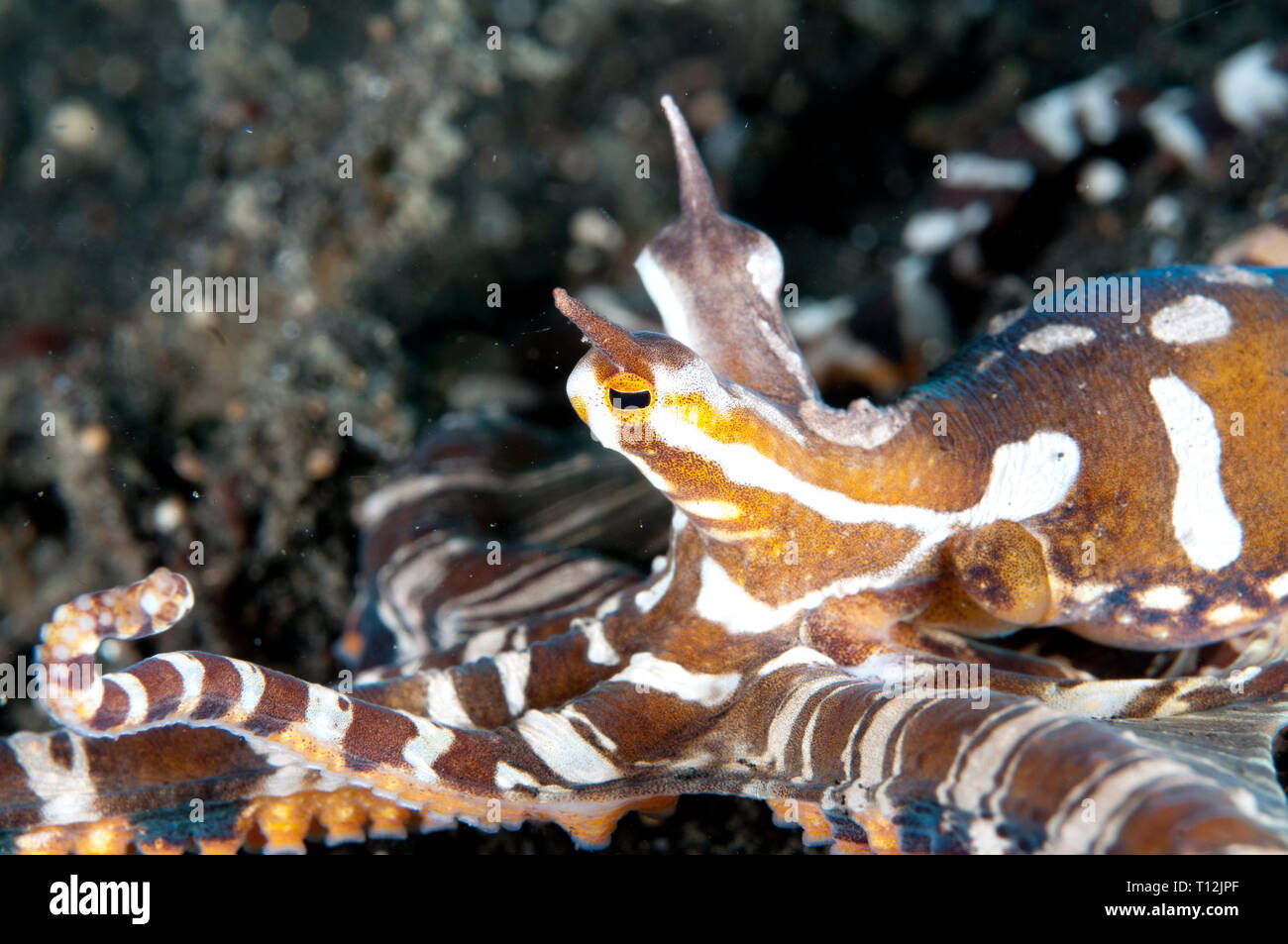 Wunderpus Octopus, Octopus photogenicus, on black sand, TK3 dive site ...