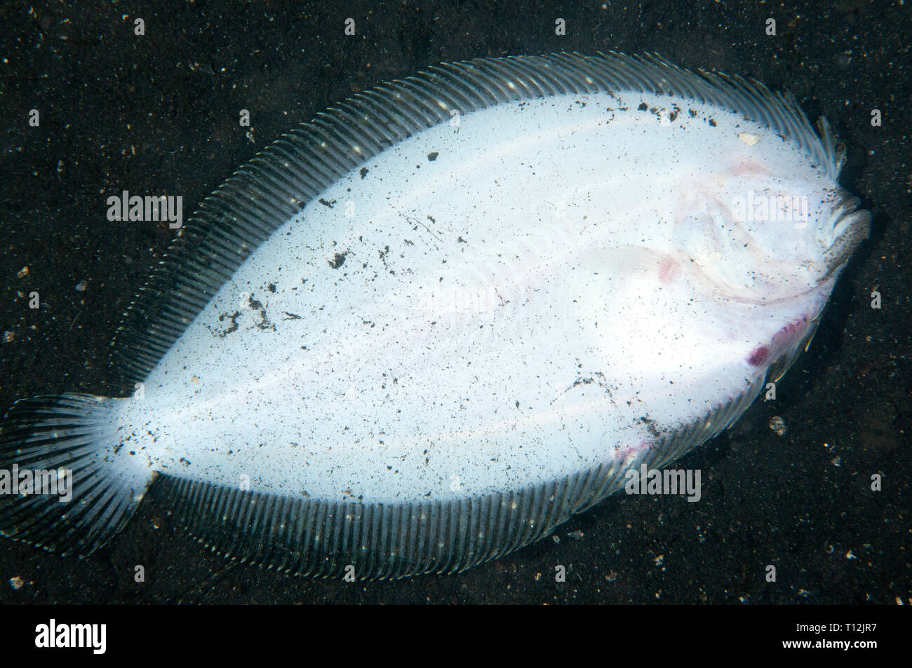 Black flounder hi-res stock photography and images - Alamy