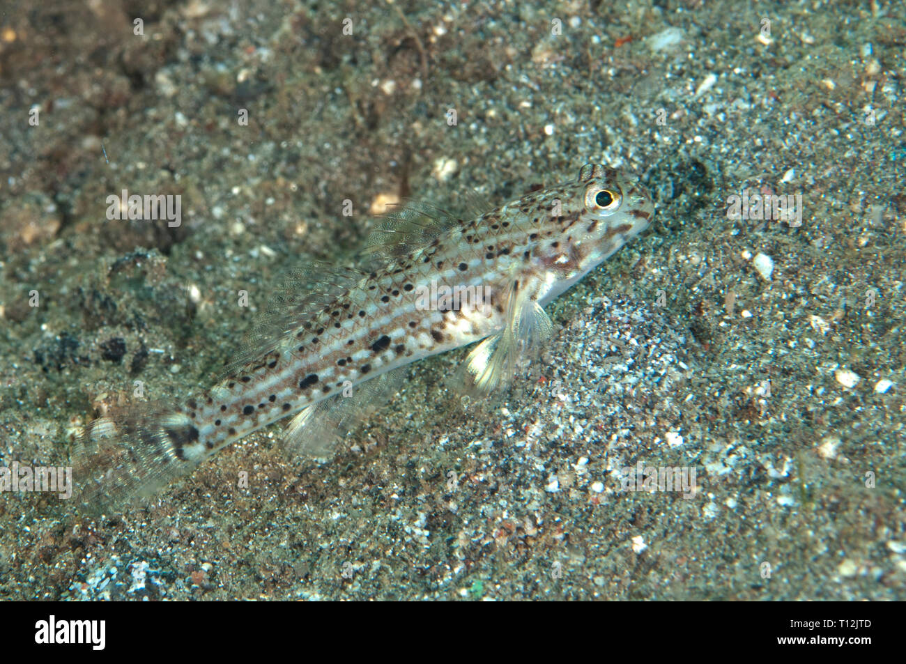 Goldmanns sandgoby hi-res stock photography and images - Alamy
