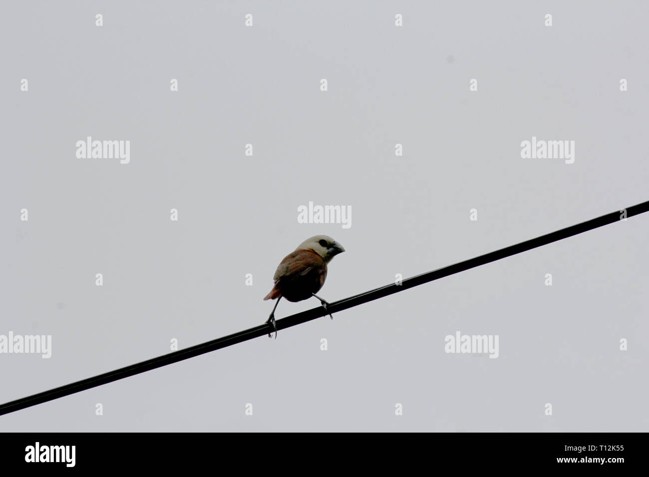Bird on wire Stock Photo - Alamy