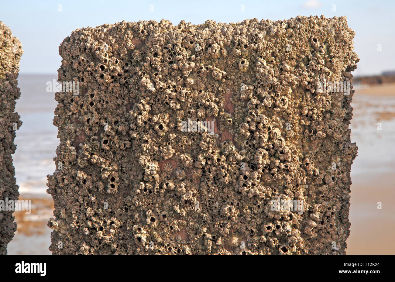 Acorn Barnacles, Balanus balanoides, on wooden breakwater and revealed ...
