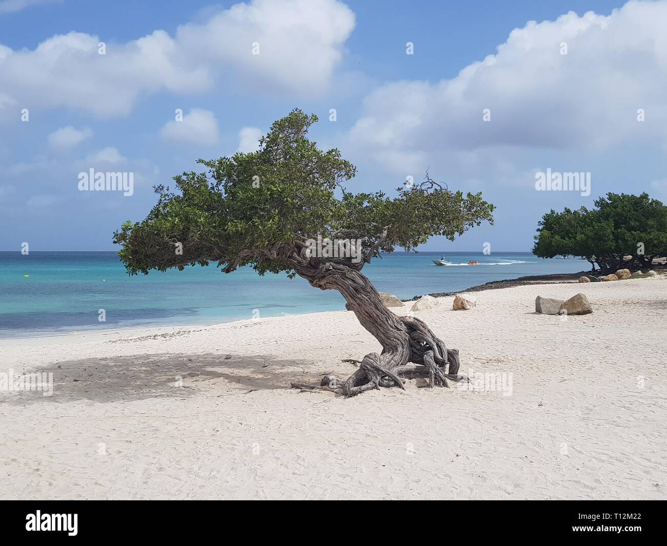 Little island with tree hi-res stock photography and images - Alamy