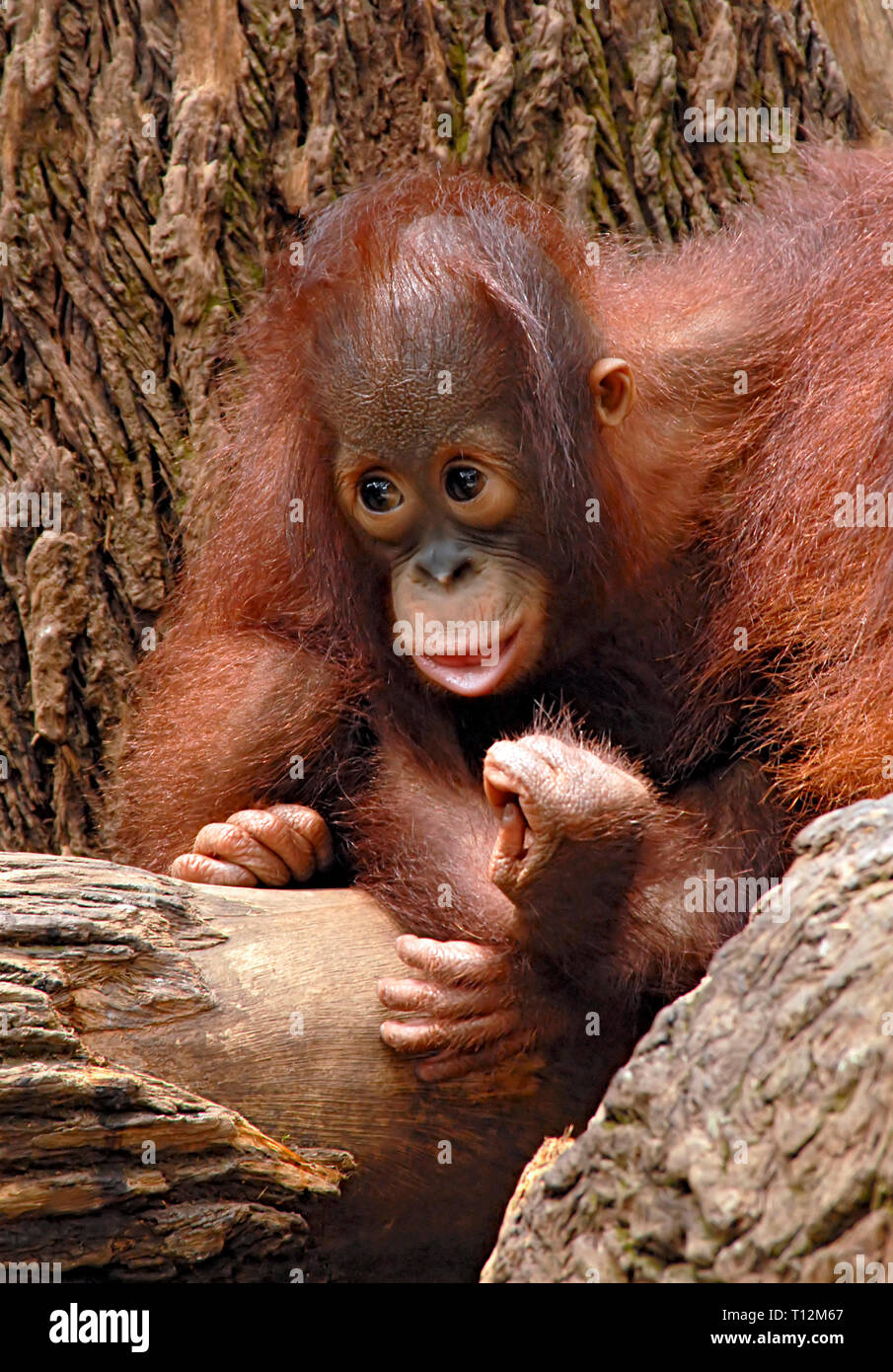 Baby orangutan human hi-res stock photography and images - Alamy