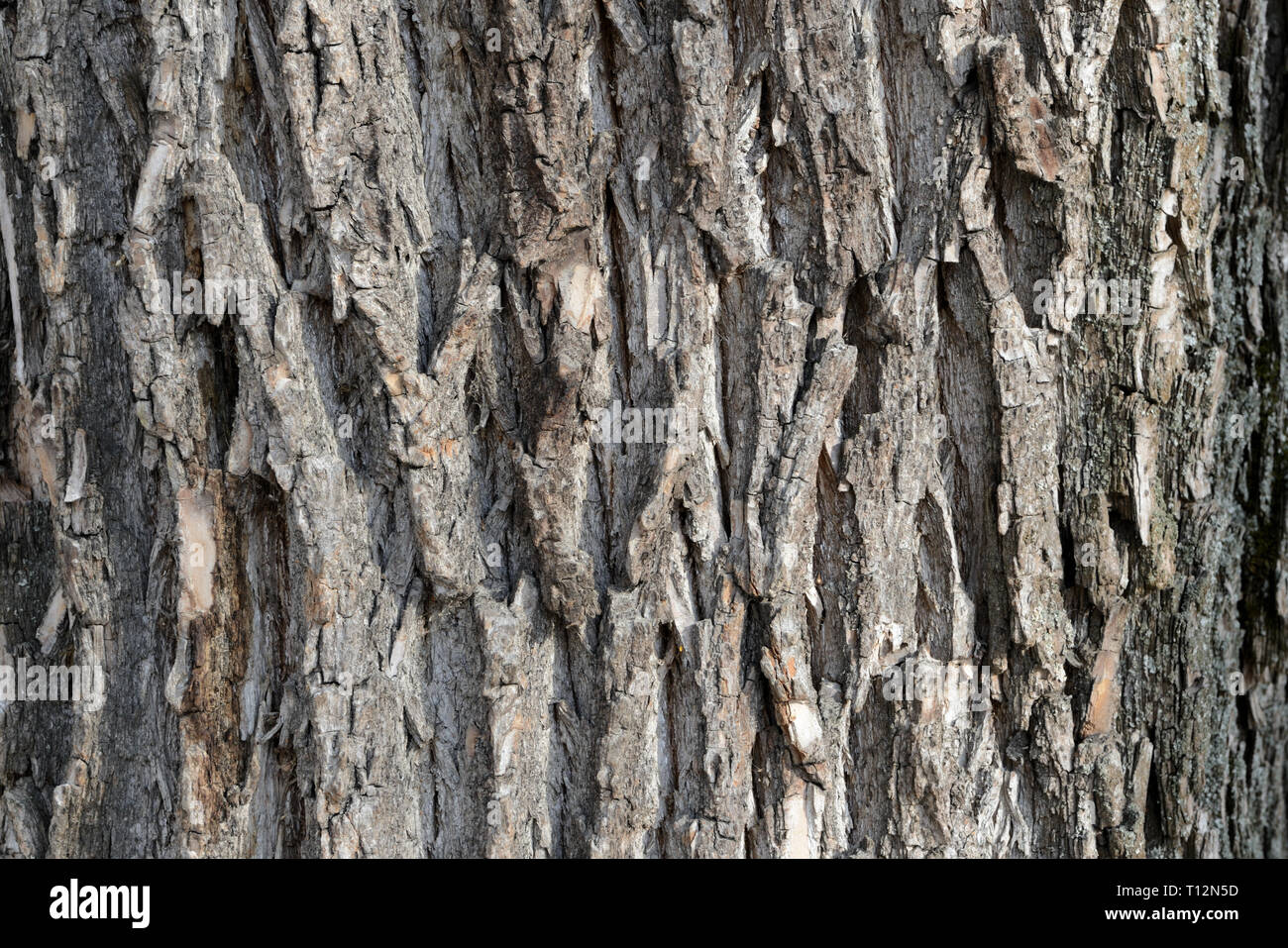 Tree bark texture shadow hi-res stock photography and images - Alamy