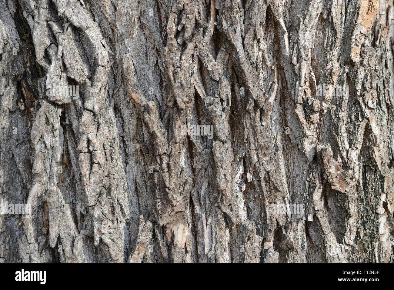 Tree bark texture shadow hi-res stock photography and images - Alamy