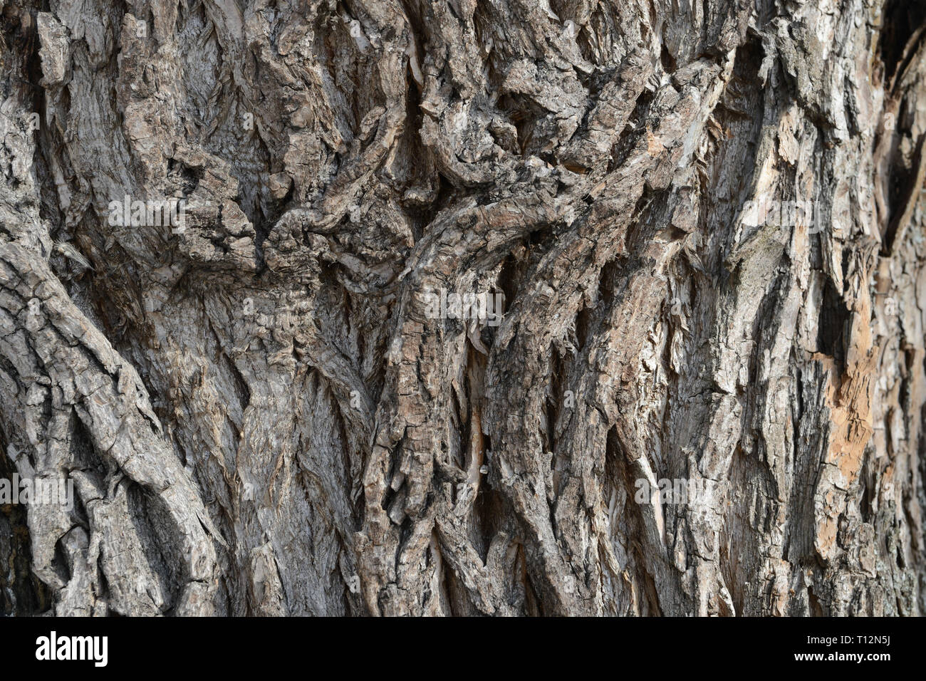 Old tree bark texture background close up Stock Photo - Alamy