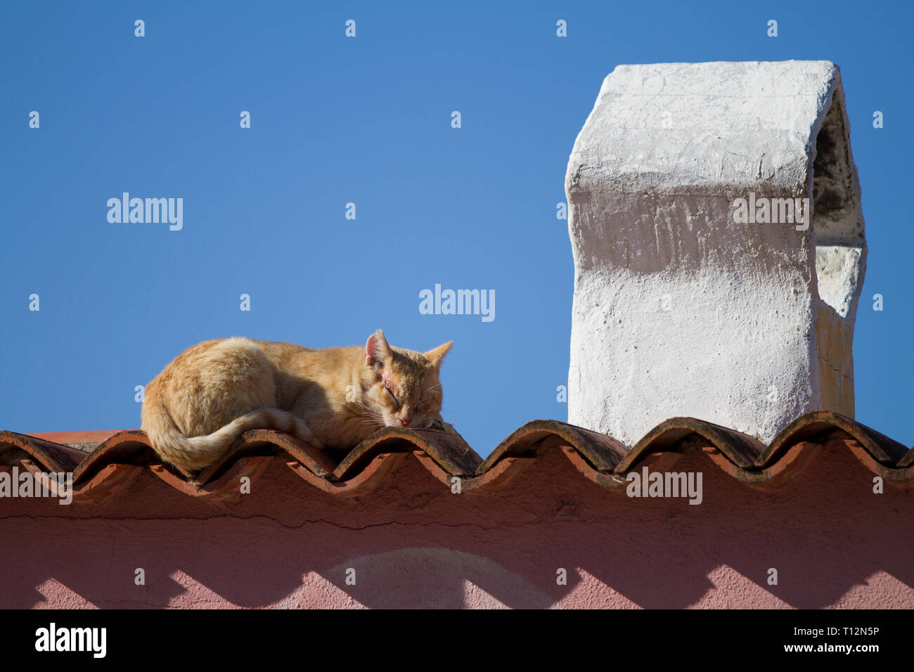 Cat shaped house hi-res stock photography and images - Alamy