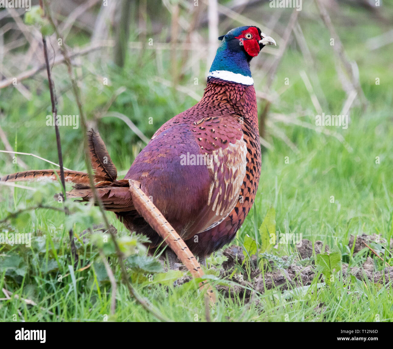 Pheasant wings uk hi-res stock photography and images - Alamy