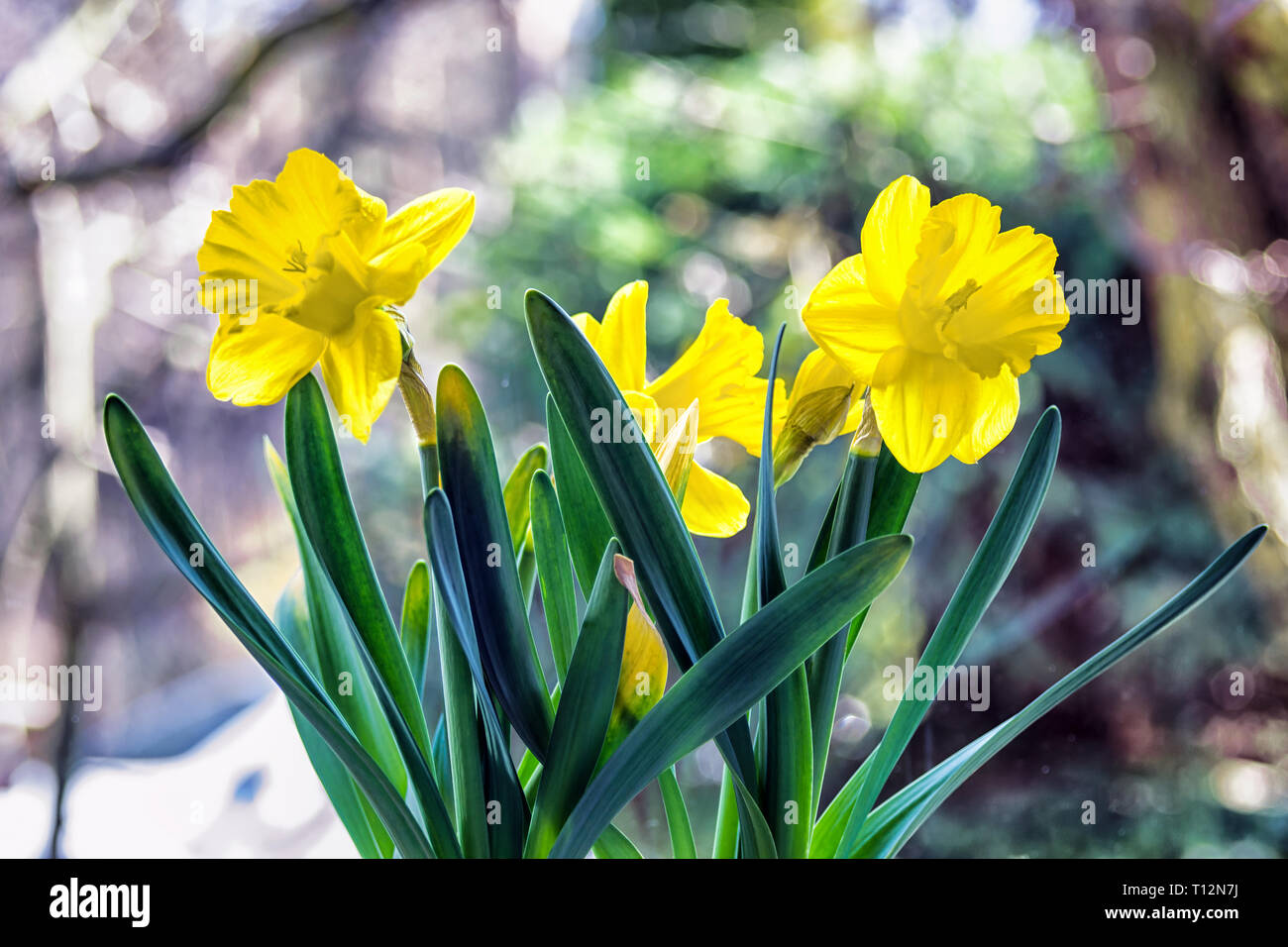 Blossom and daffodils hi-res stock photography and images - Alamy
