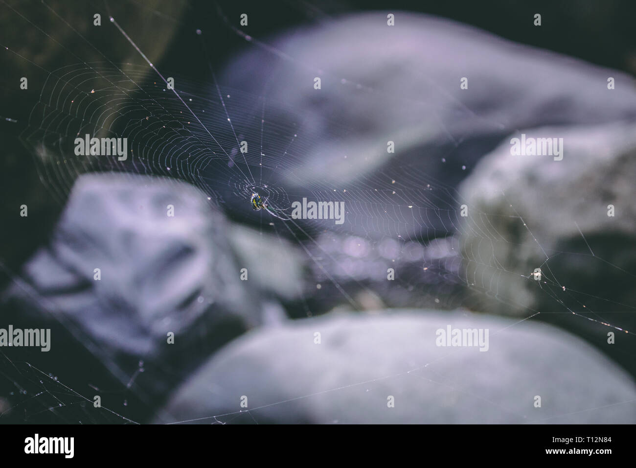 Web ecosystem hi-res stock photography and images - Alamy