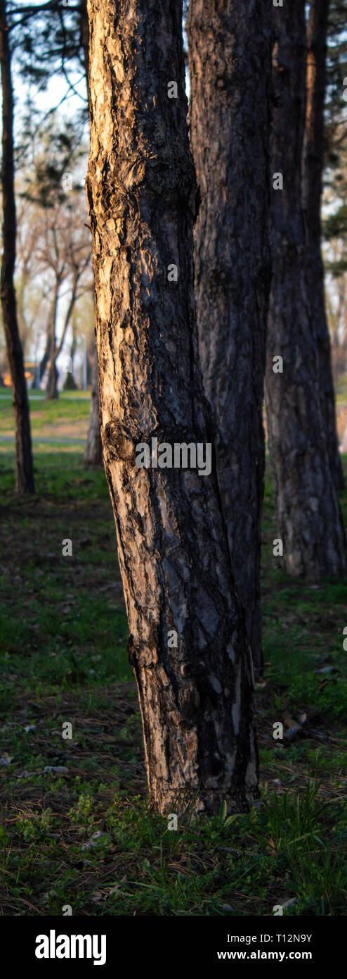 Tree line in the park Stock Photo - Alamy