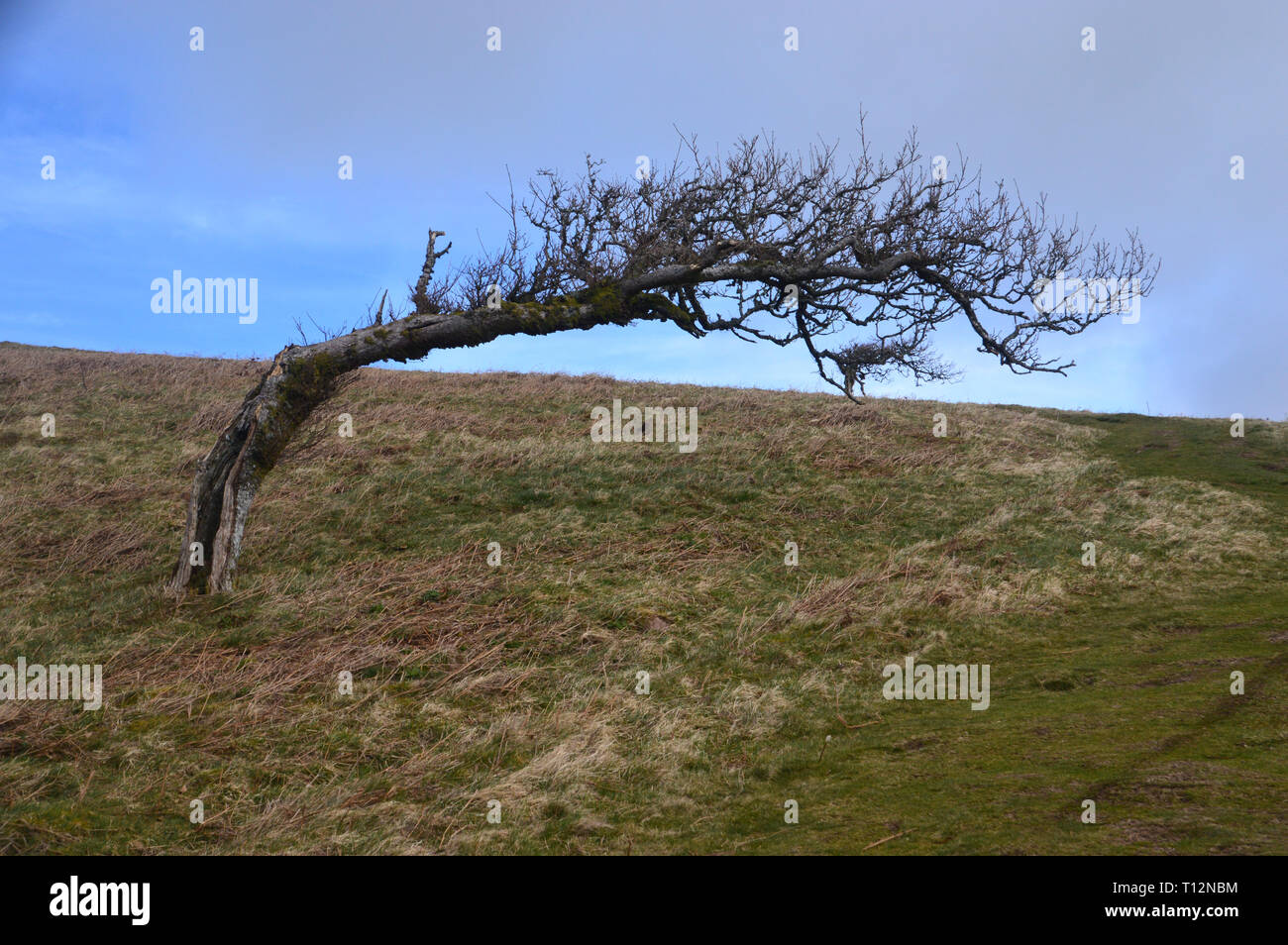 Trees Bent Over by the Prevailing Winds near the Summit of the ...