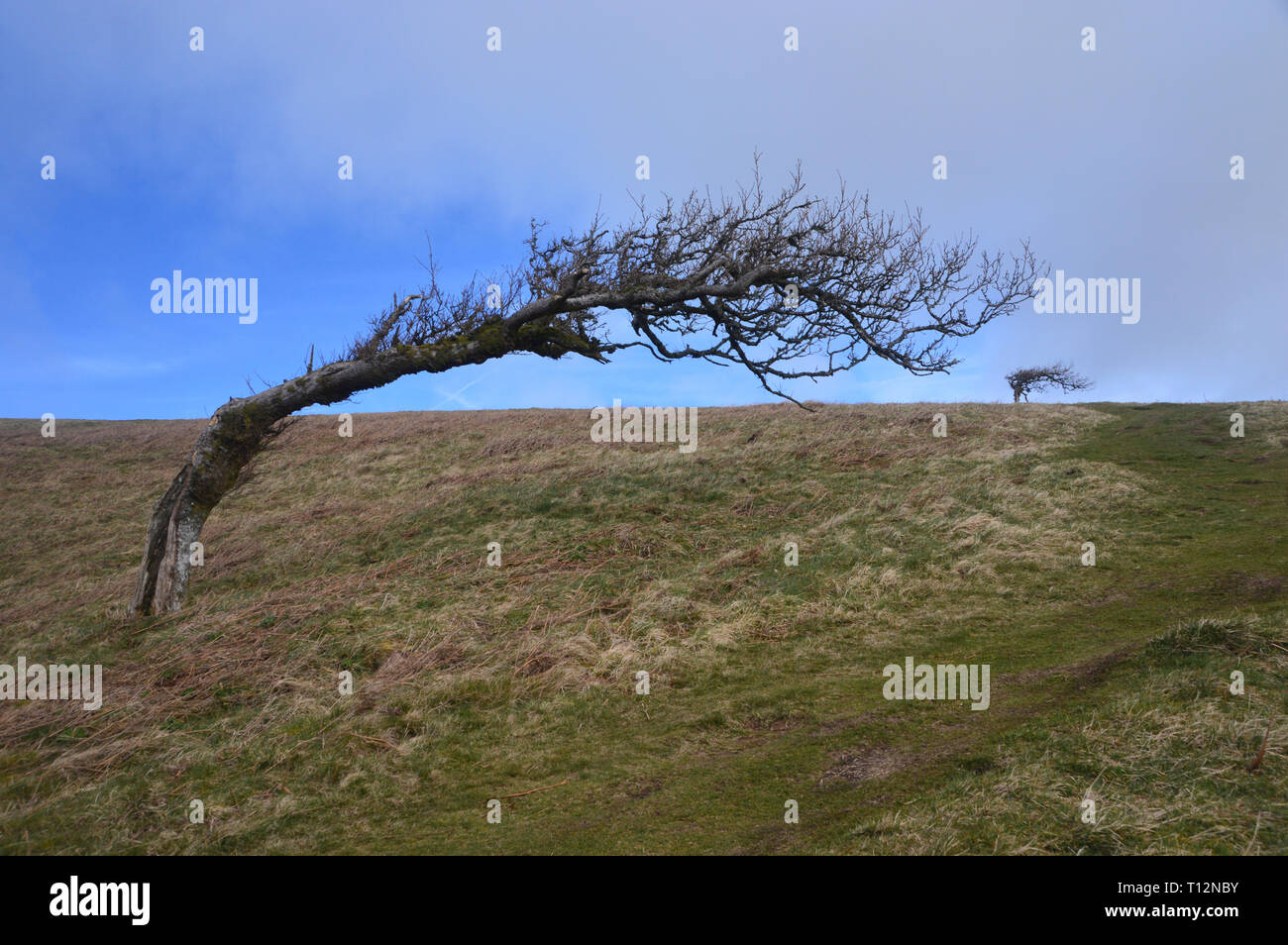 Trees Bent Over by the Prevailing Winds near the Summit of the ...