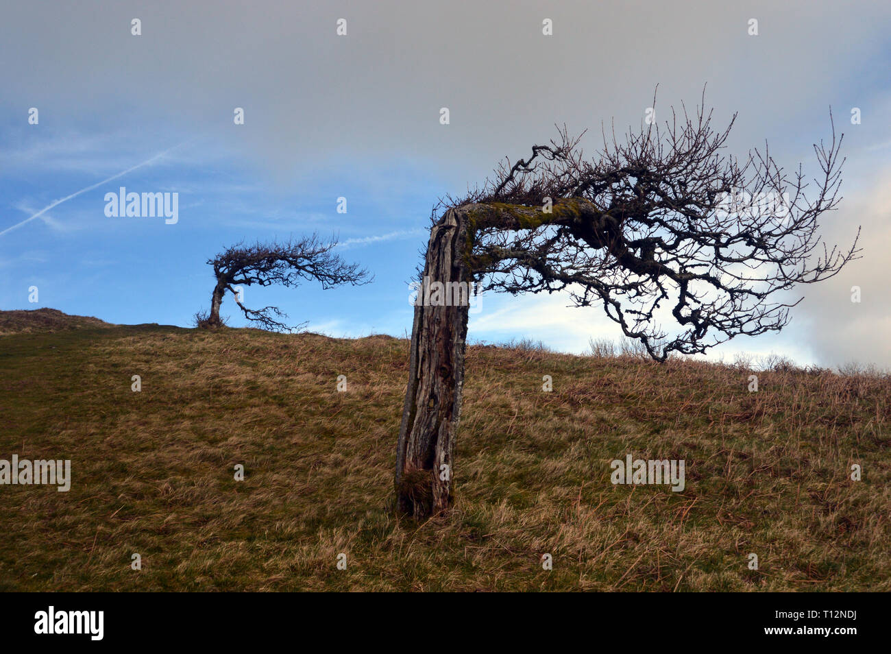 Trees Bent Over by the Prevailing Winds near the Summit of the ...