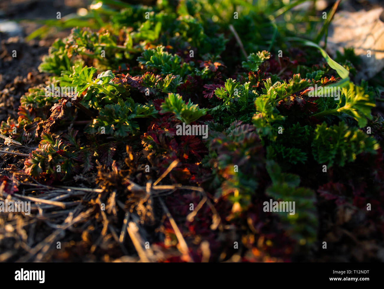 Sunset falling upon beautiful green plant Stock Photo - Alamy