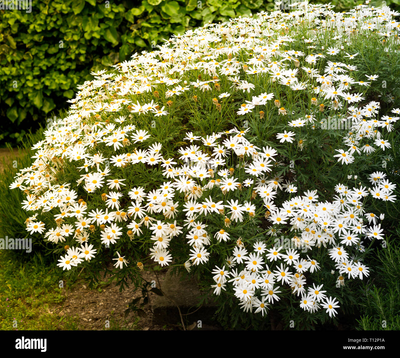 Back view of a field daisy hi-res stock photography and images - Alamy
