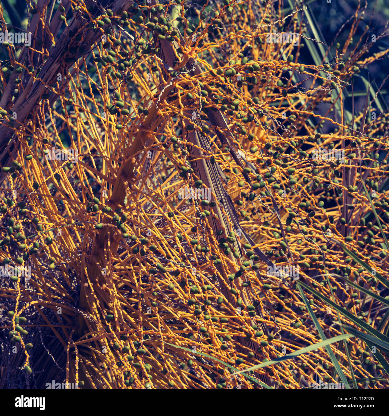 Detail of a date tree with still green fruits. Growing dates on the ...
