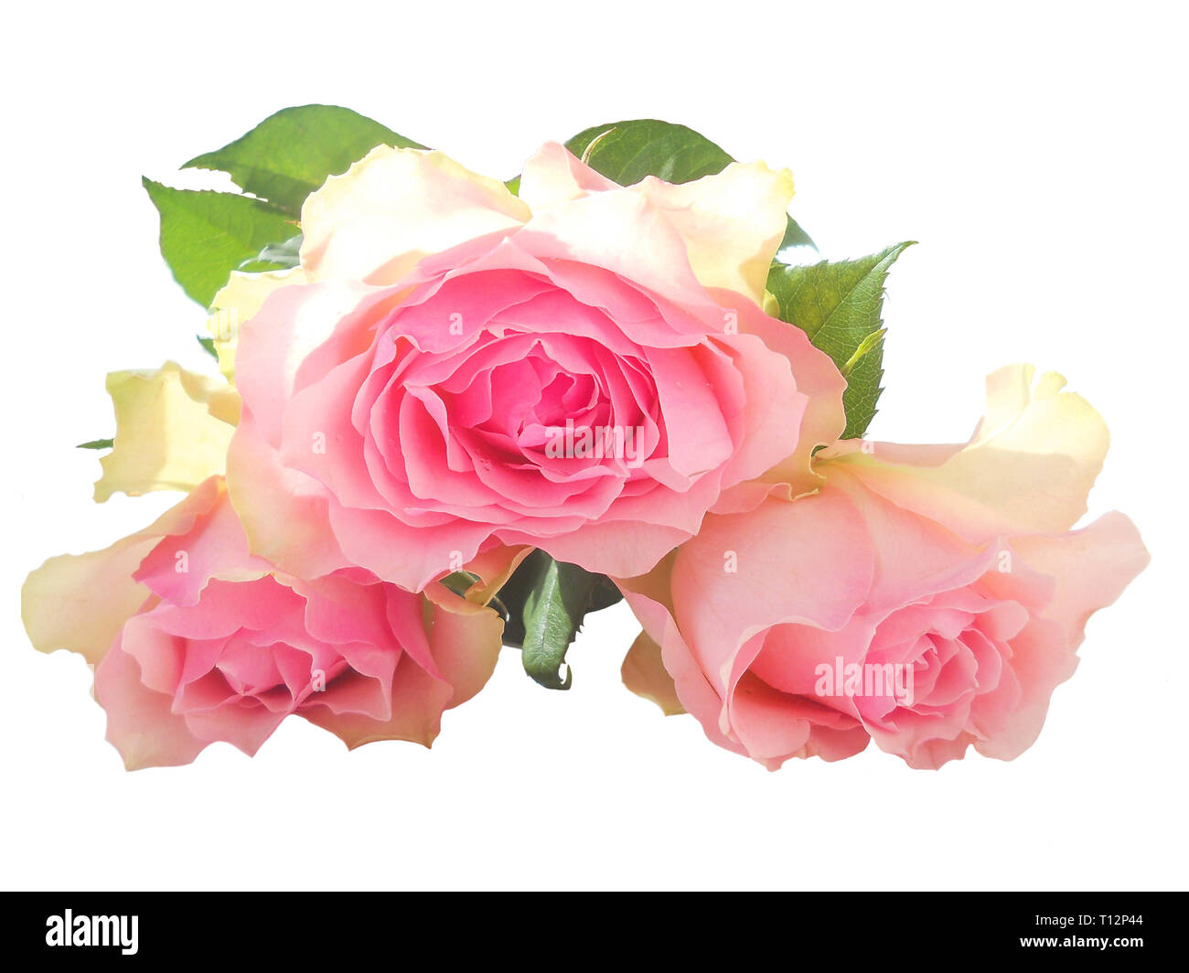 Bright background with roses. Roses with white background Stock Photo ...