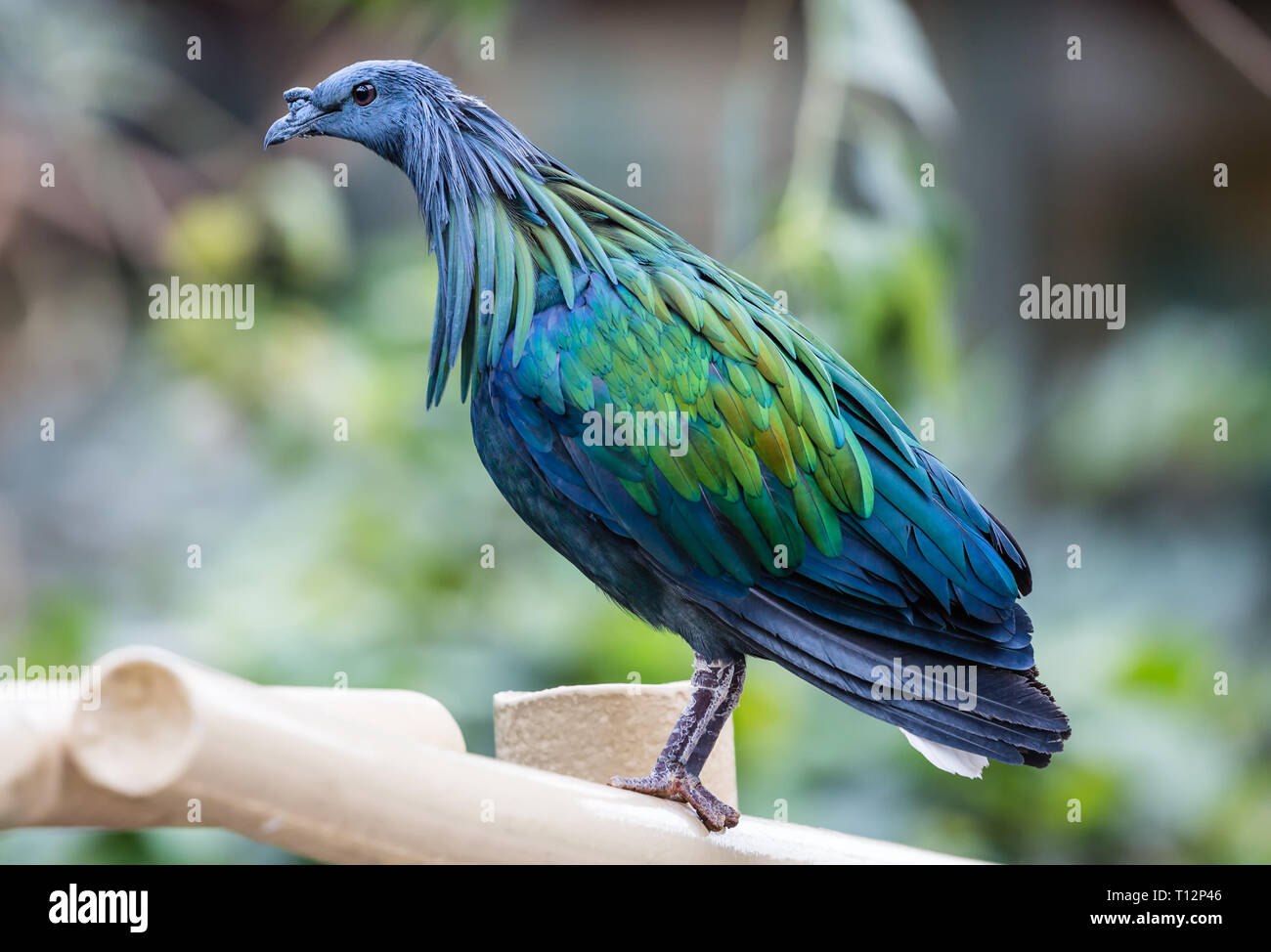 Close-up view of a Nicobar pigeon (Caloenas nicobarica Stock Photo - Alamy