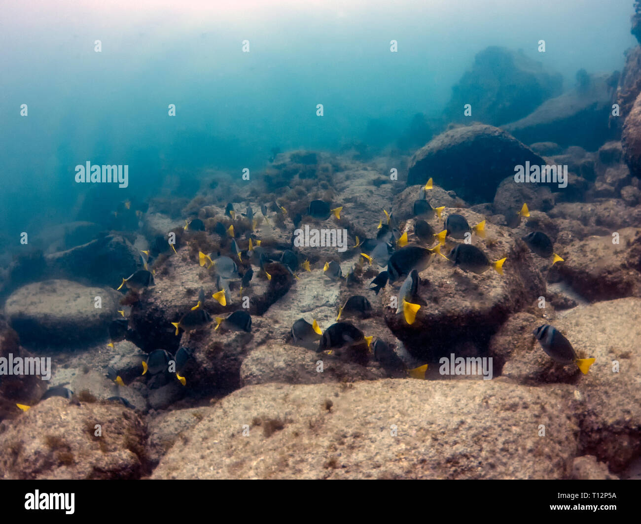 Cabo pulmo coral reef fish hi-res stock photography and images - Alamy