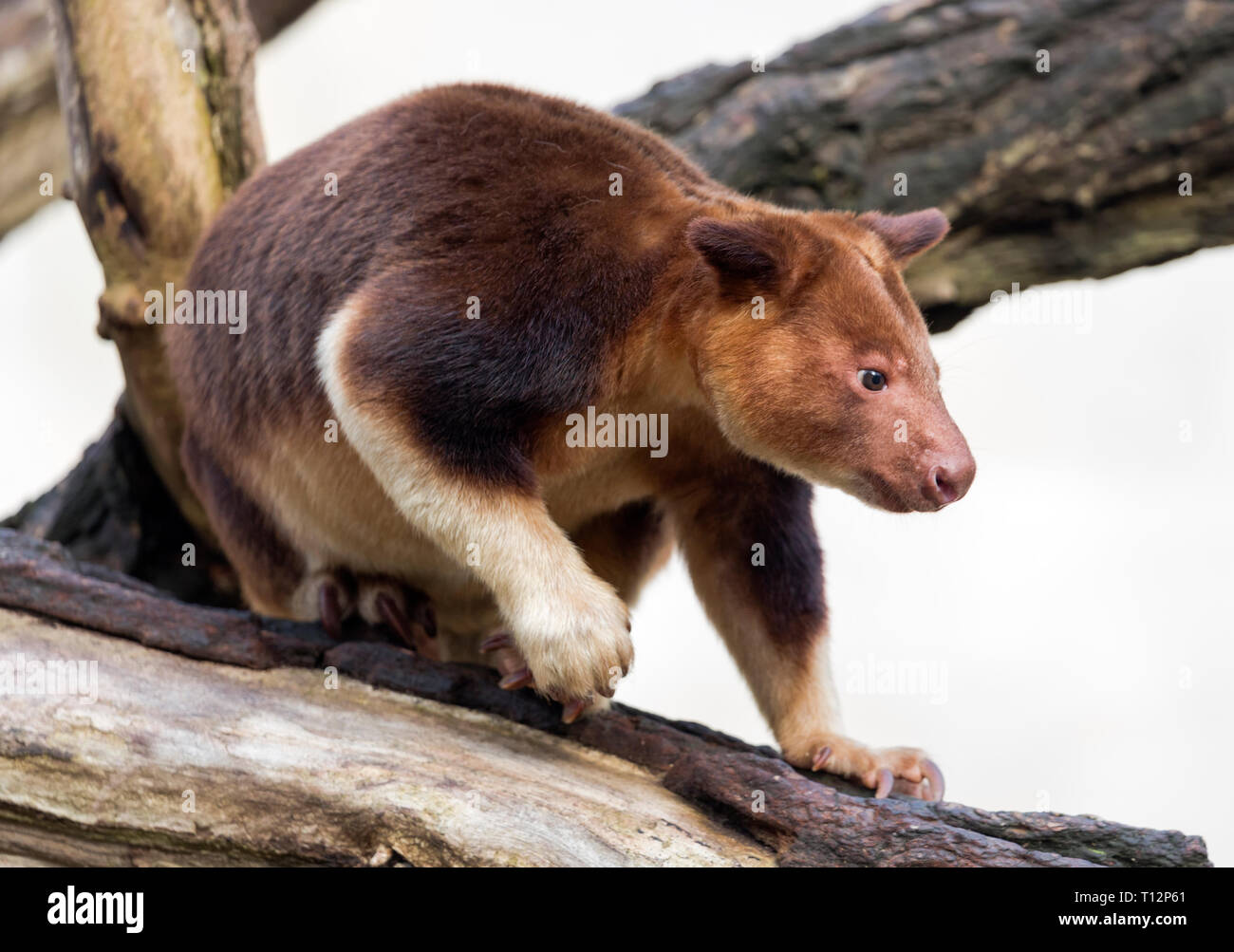 Ifola Tree Kangaroo