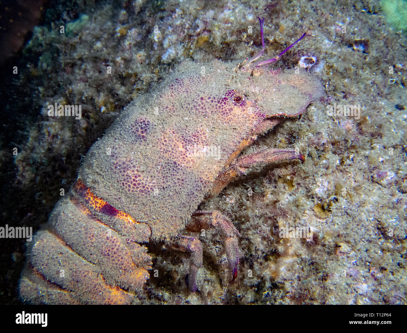 Galapagos Slipper Lobster (Scyllarides astori Stock Photo - Alamy