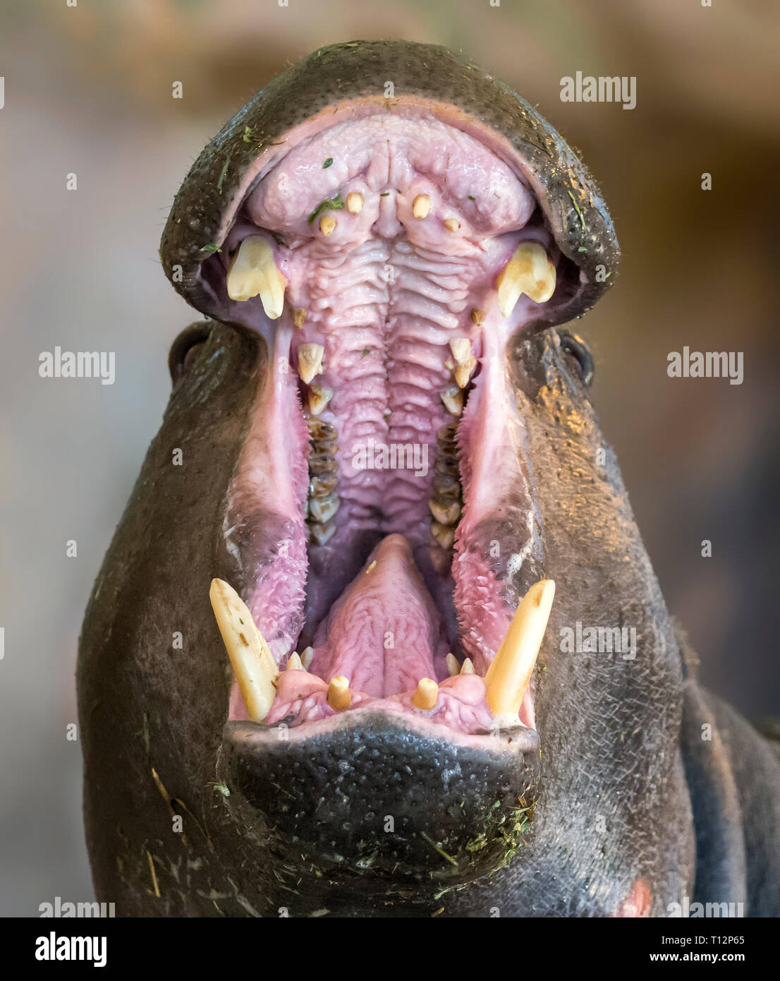 Pygmy hippopotamus hexaprotodon liberiensis hi-res stock photography ...