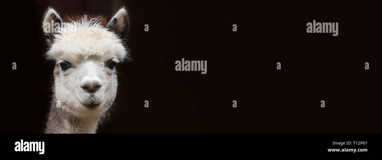 Alpaca in black background hi-res stock photography and images - Alamy