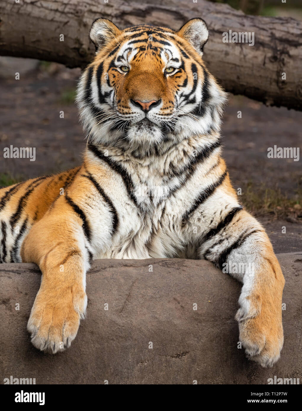 Tiger face hi-res stock photography and images - Alamy