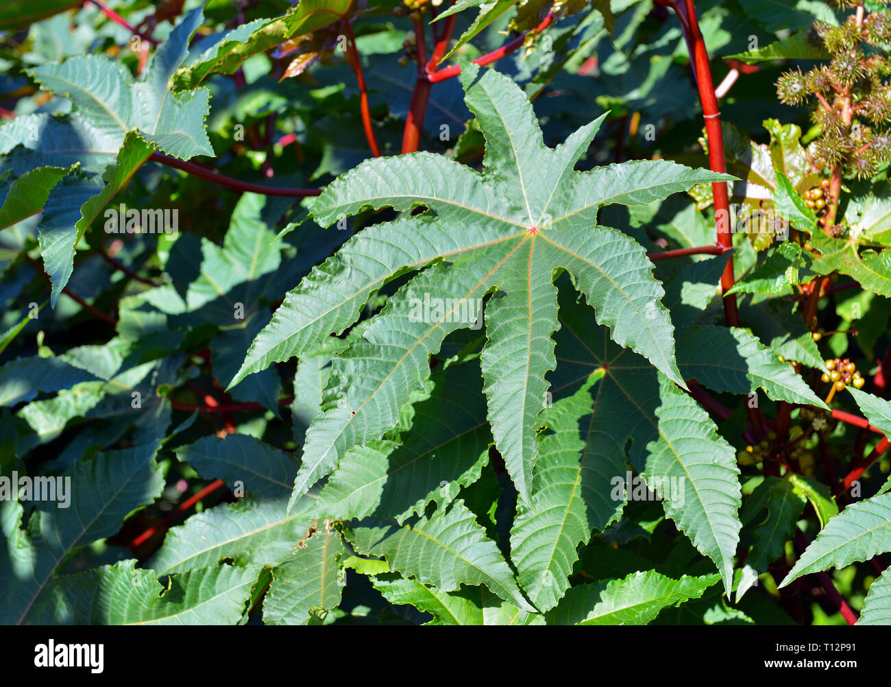 Poisonous beans hi-res stock photography and images - Alamy