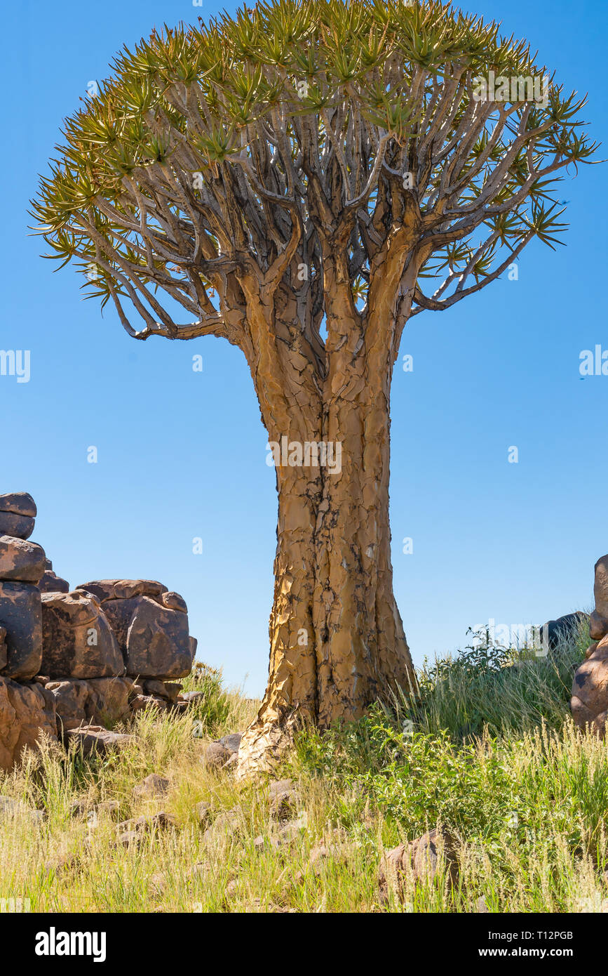 Quiver tree forest at Keetmanshoop Stock Photo - Alamy