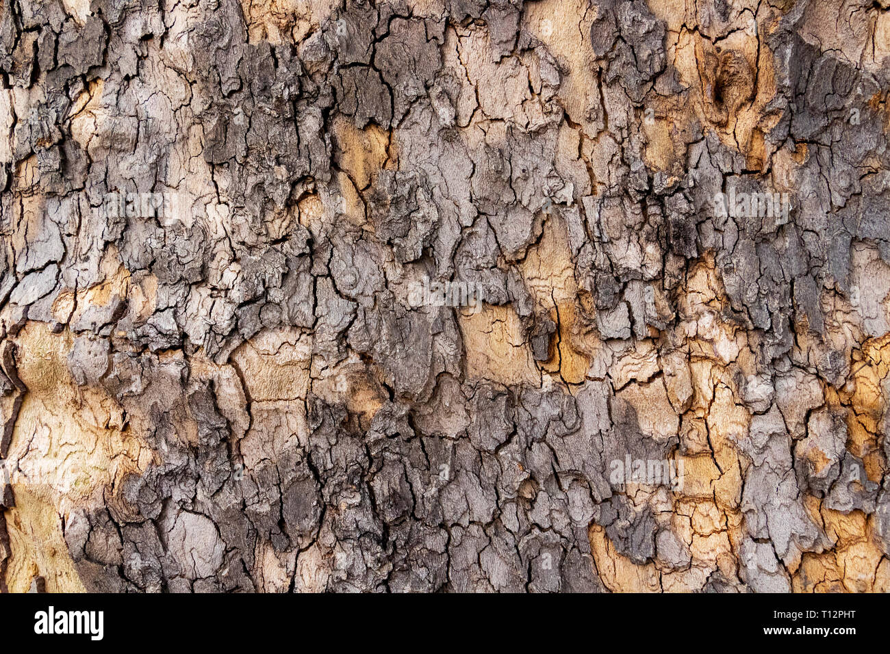 Chinar Tree High Resolution Stock Photography and Images - Alamy